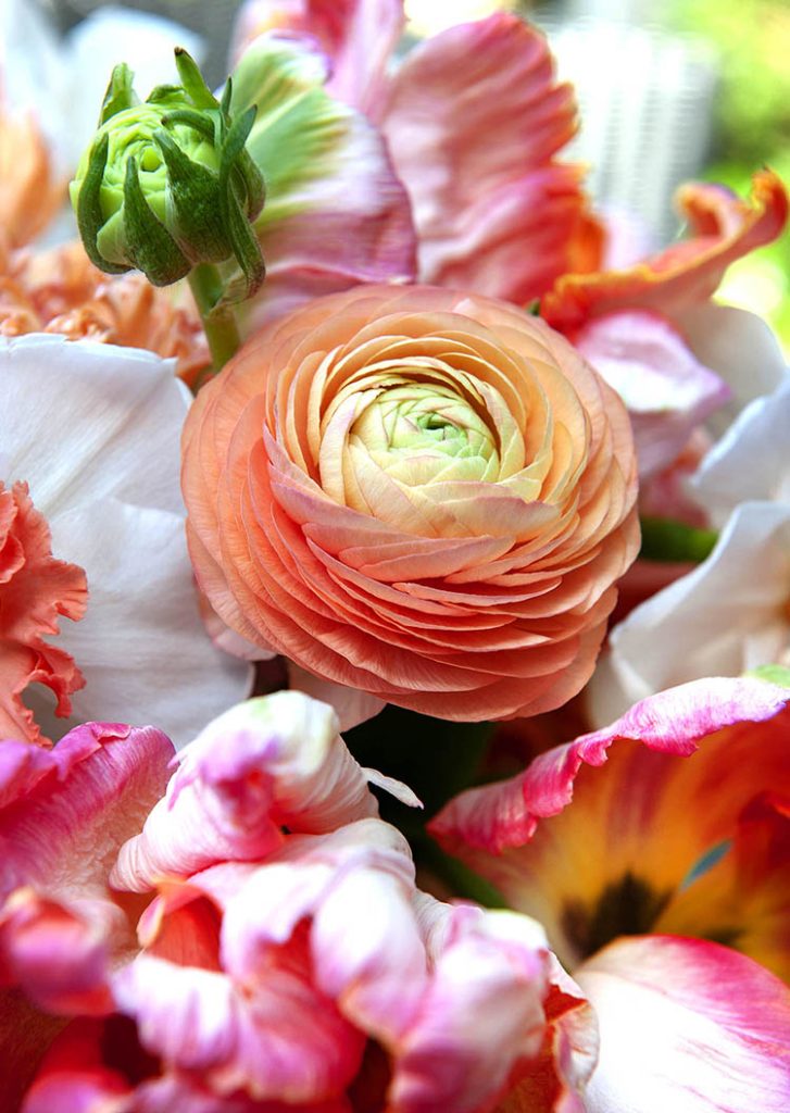 Ranunculus Amandine Salmon – Sprouts and Blooms